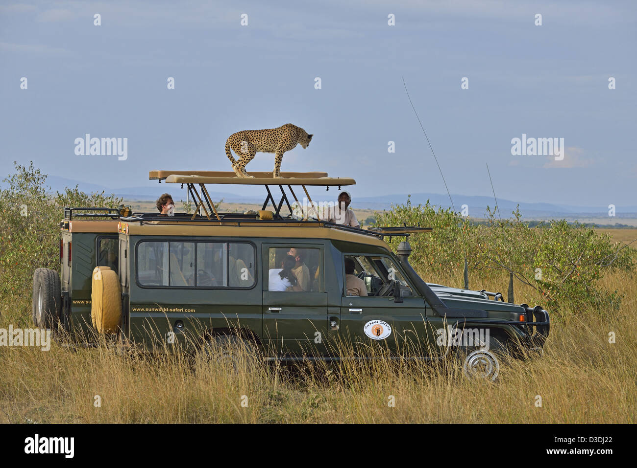 Cheetah sitting safari vehicle hi-res stock photography and images - Alamy
