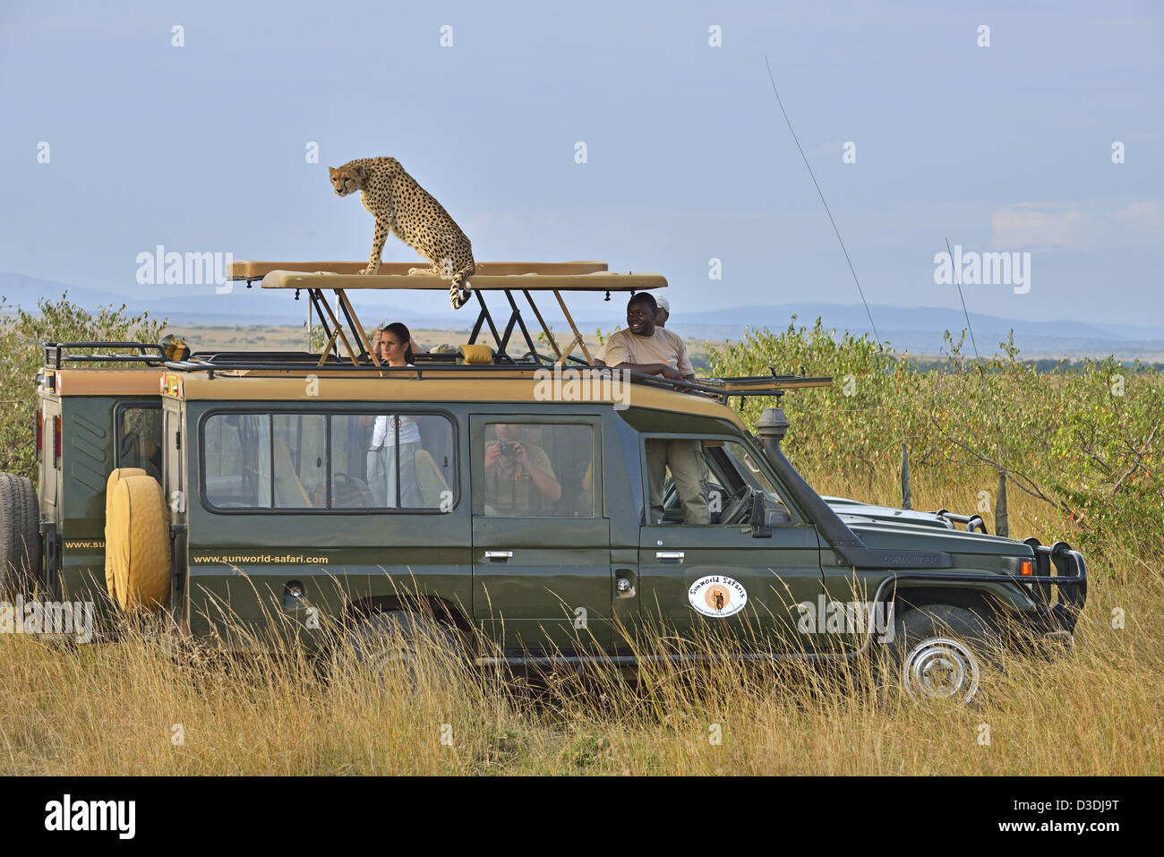 Cheetah sitting safari vehicle hi-res stock photography and images - Alamy