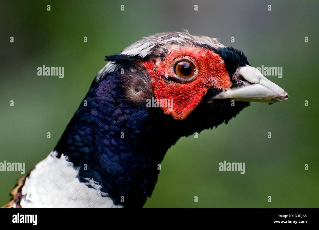 Head pheasant hi-res stock photography and images - Alamy