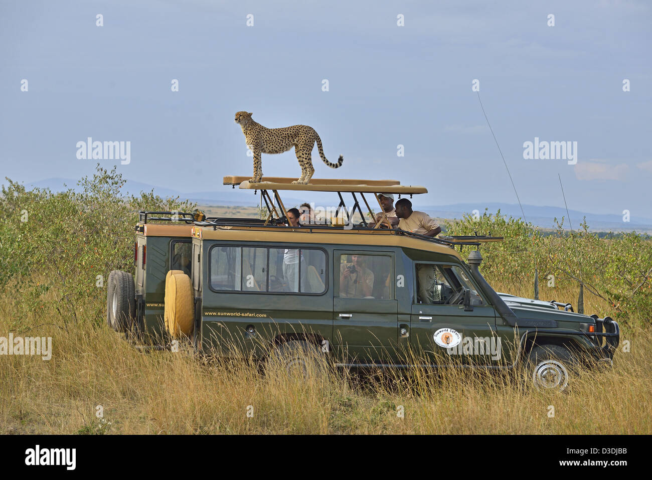 Cheetah sitting safari vehicle High Resolution Stock Photography and ...