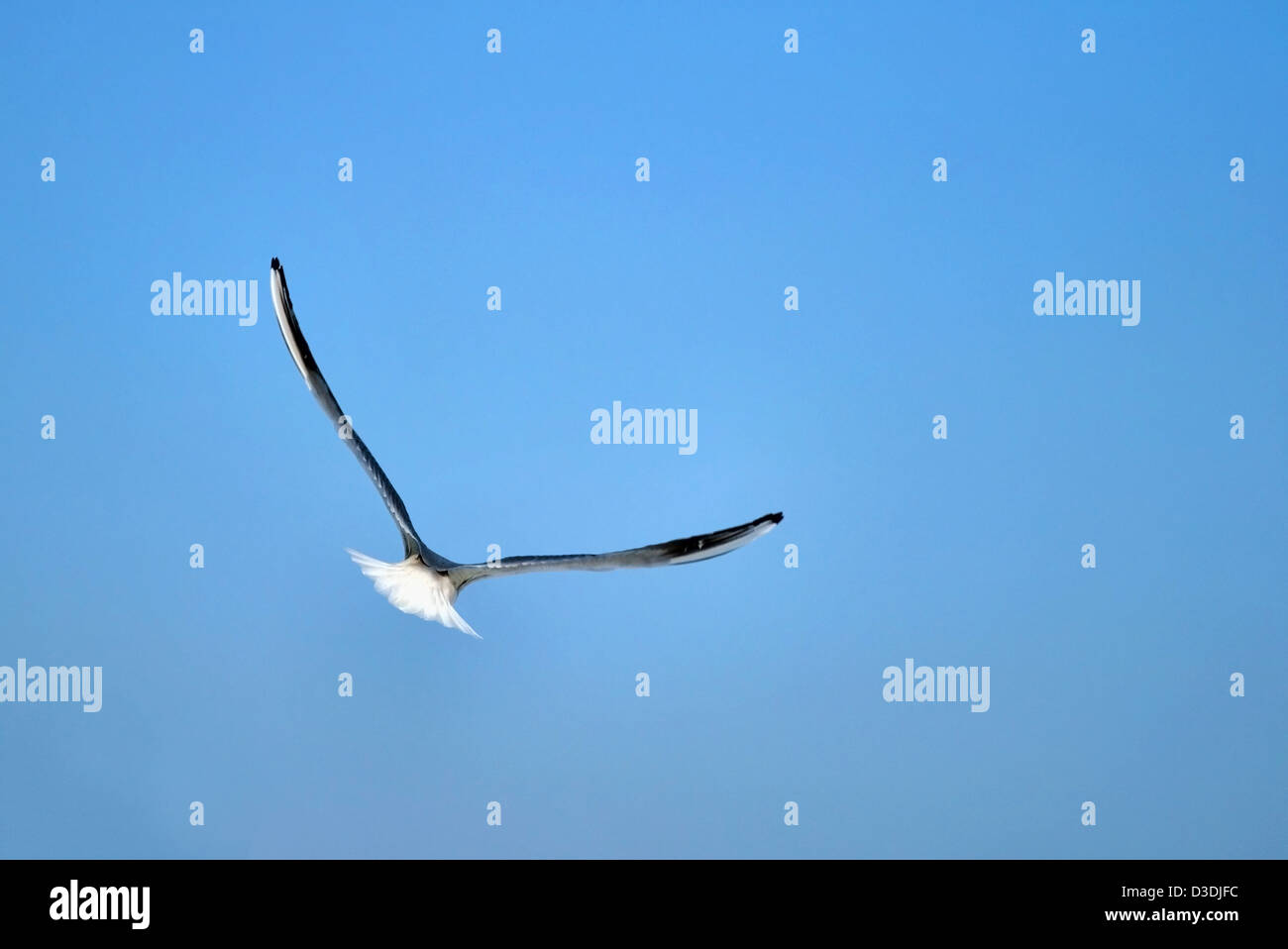 Flight. Flying seagull with spread wings viewed from the back on blue ...