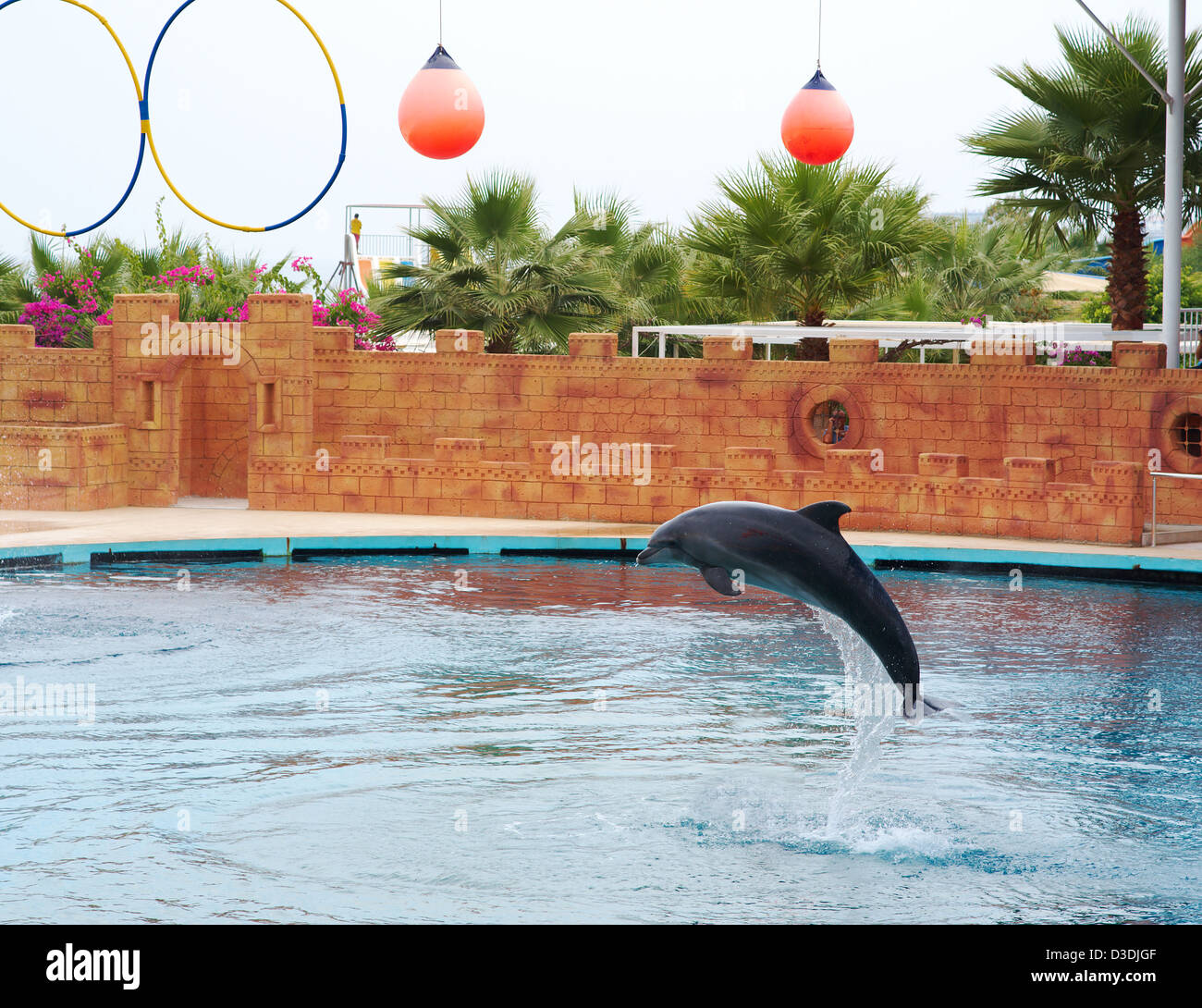 dolphin playing in water.Performance in dolphinarium Stock Photo - Alamy