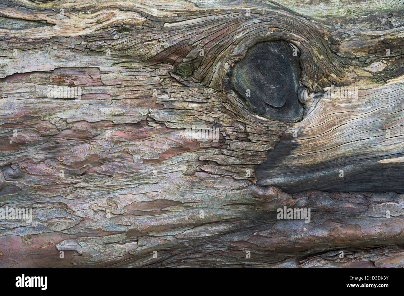 Detail of bark of old yew tree (Taxus baccata), Peterborough ...
