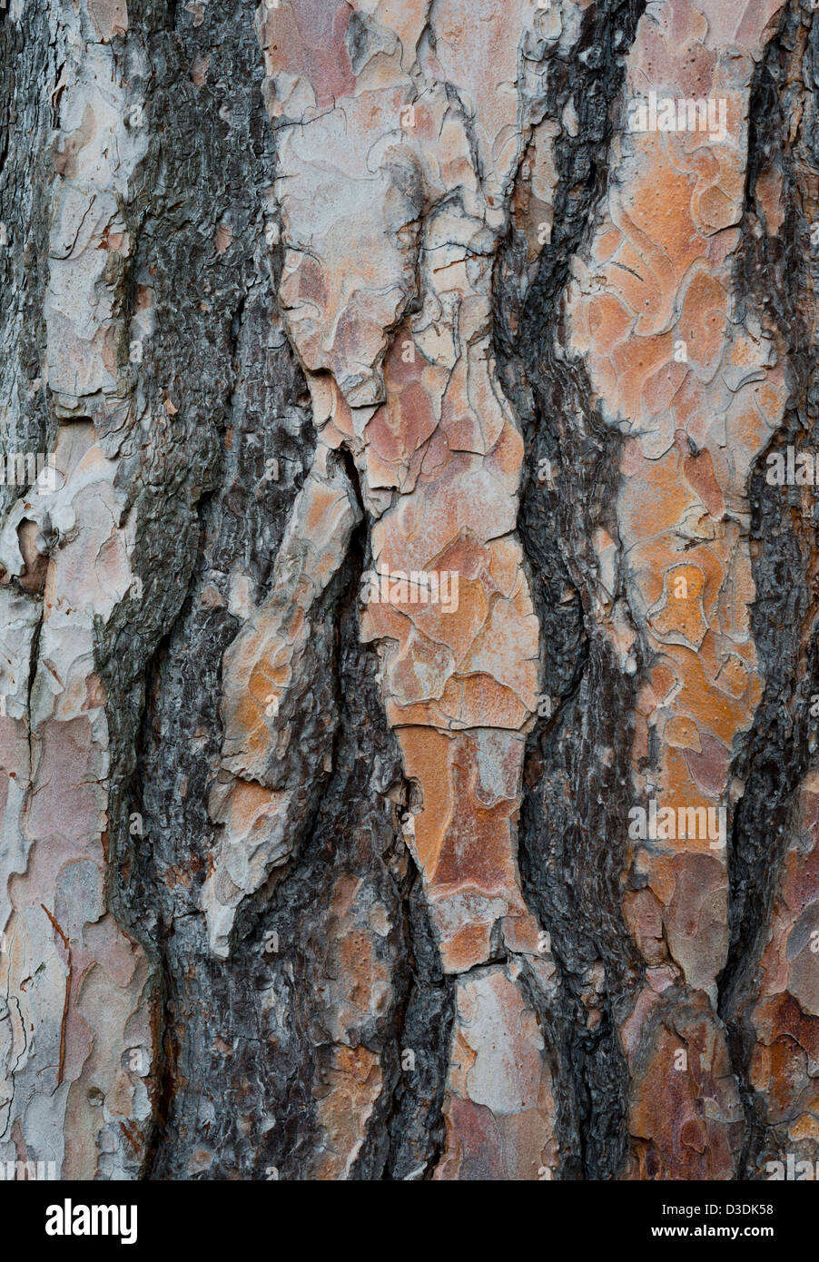Detail of bark of scots pine (Pinus sylvestris) tree, Peterborough ...
