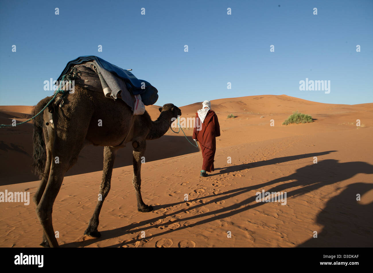 nomad and camel in the desert of sahara Stock Photo - Alamy