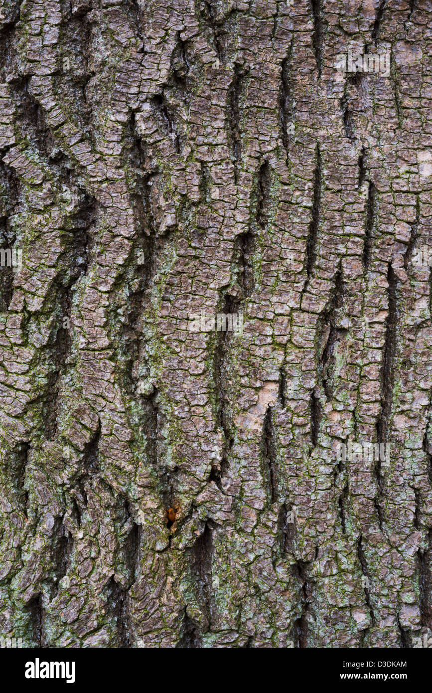 Detail of bark of old ash tree, Peterborough, Cambridgeshire, England ...