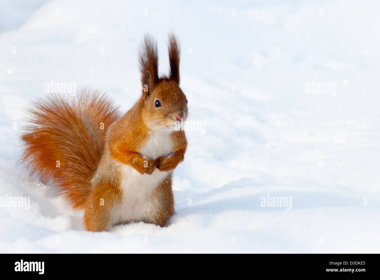Red squirrel on the snow taken in Kyiv, Ukraine, in winter Stock Photo ...