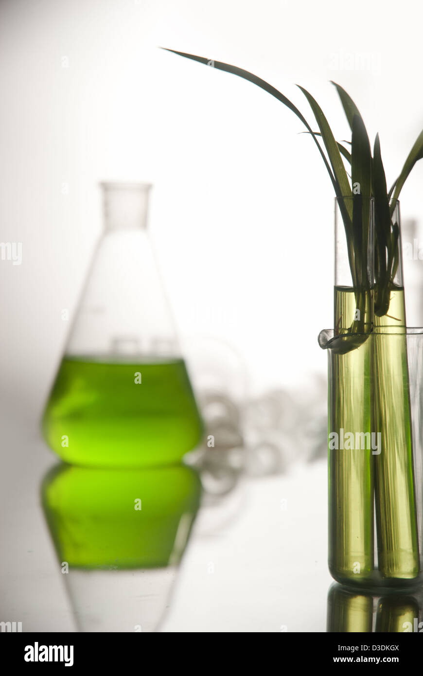 plantlet in the tube in lab Stock Photo - Alamy