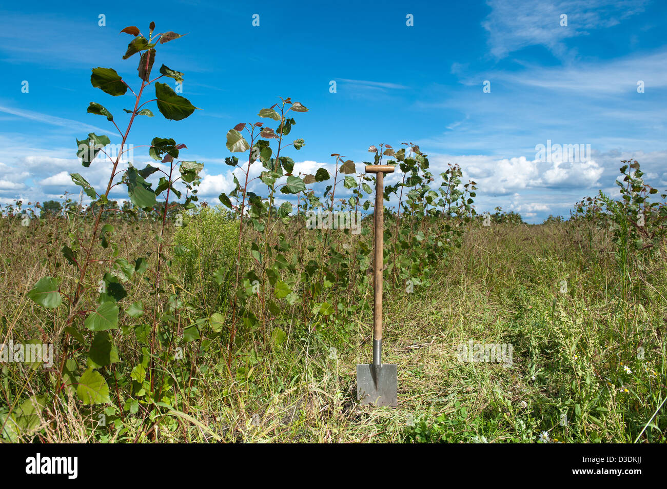 Phöben, Germany, on a short rotation poplar plantation Stock Photo - Alamy