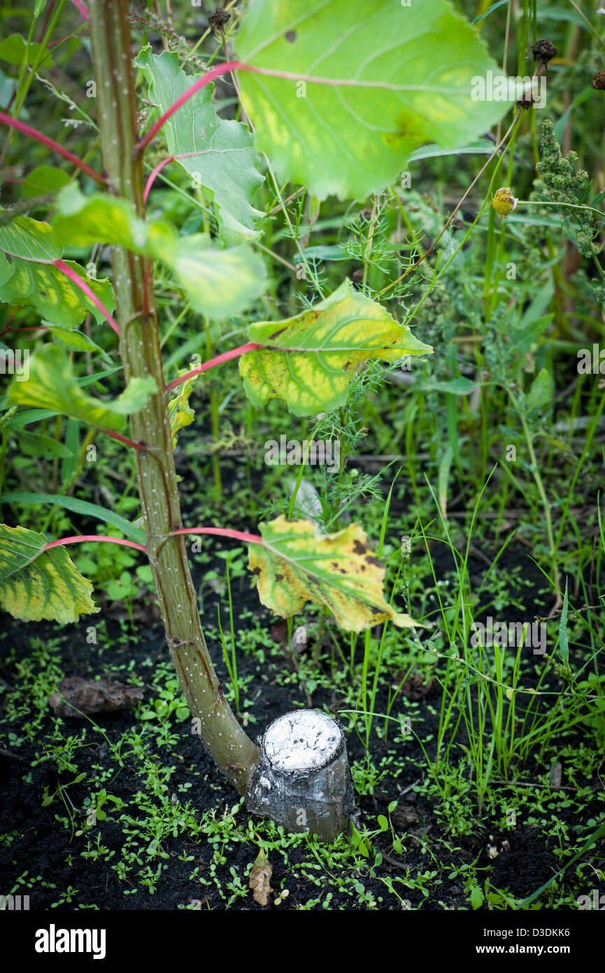 Phöben, Germany, a poplar tree cuttings in a short-rotation plantation ...