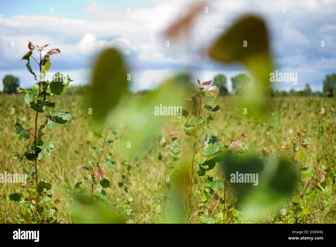 Phöben, Germany, on a short rotation poplar plantation Stock Photo - Alamy