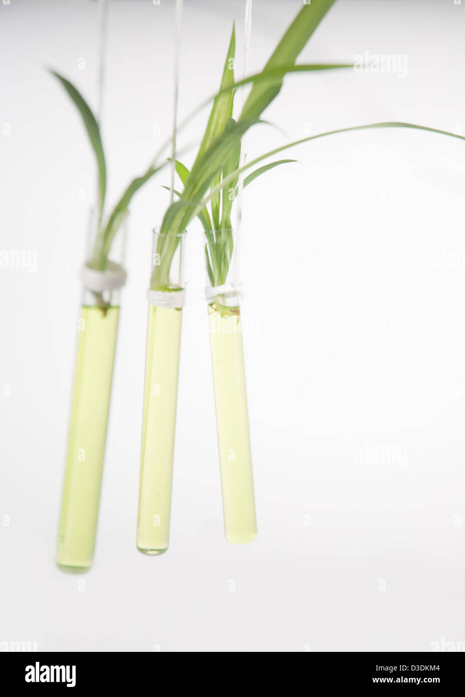 plantlet in the tube in lab Stock Photo - Alamy