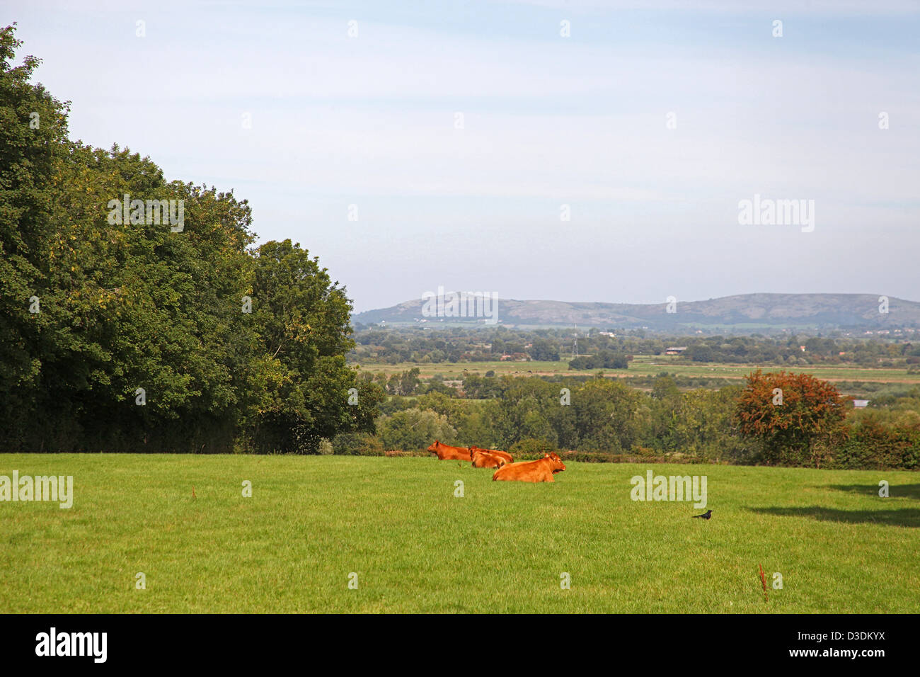 A herd of Devon Red cattle resting in a field on the Polden Hills (with ...