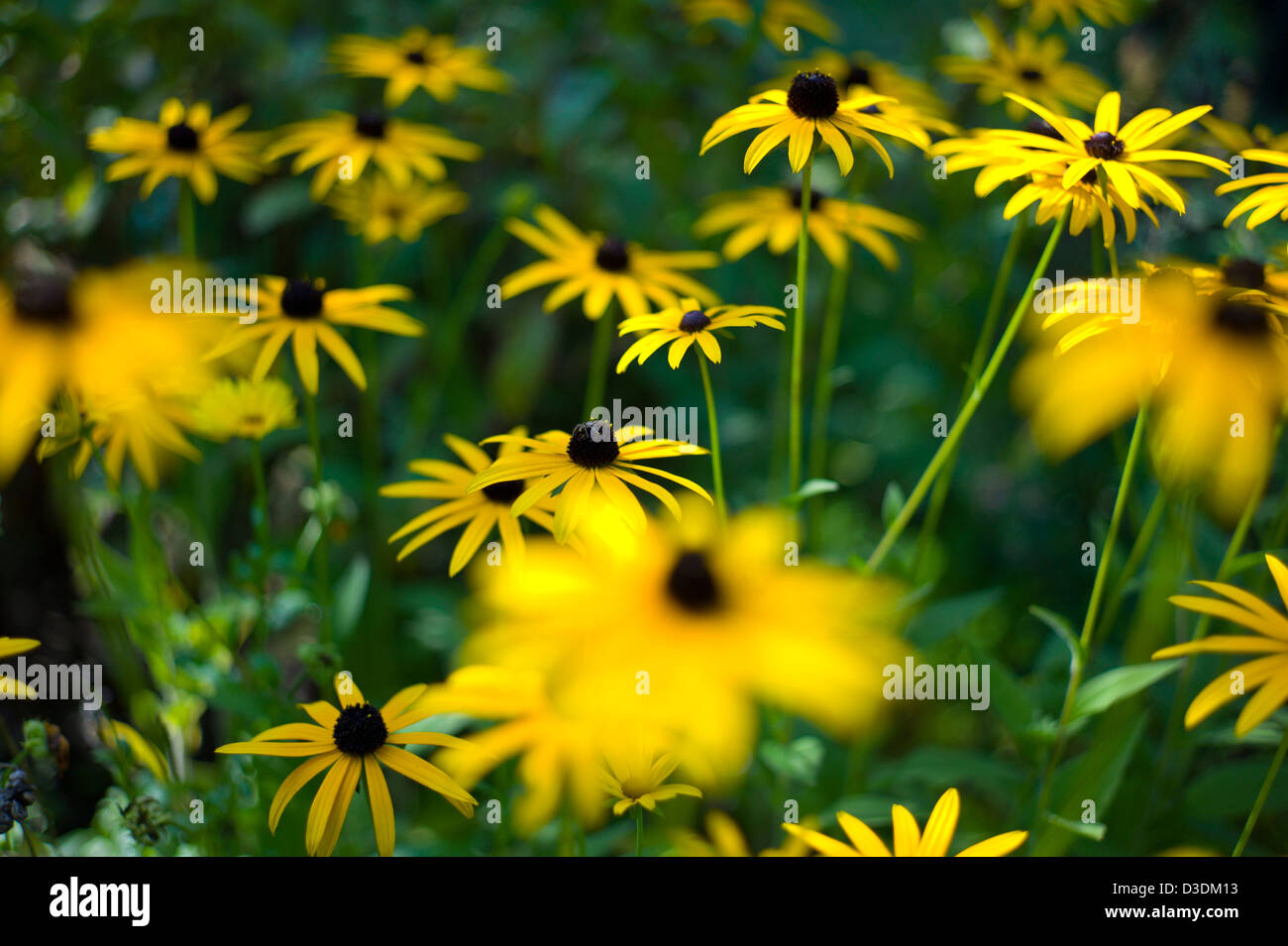 Berlin, Germany, blue budding coneflower Stock Photo - Alamy