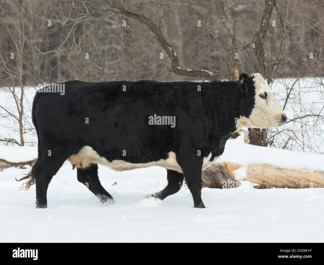 Hereford Cattle in a feedlot Stock Photo - Alamy