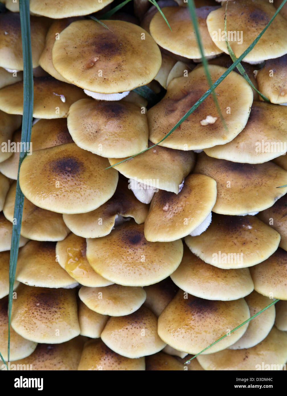 Honey Fungus, Armillaria Mellea Stock Photo - Alamy