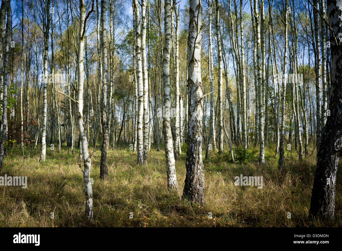 Storkow, Germany, look in a birch forest Stock Photo - Alamy