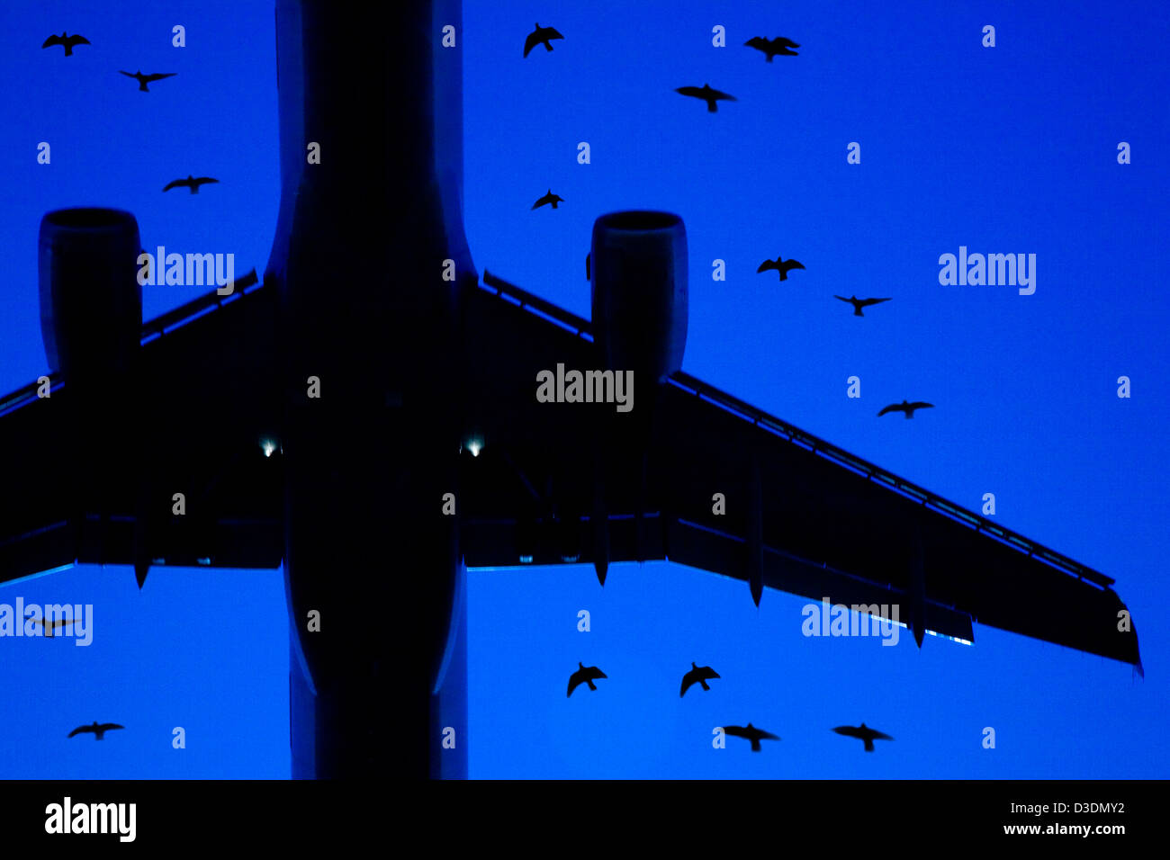 Flock of birds and plane hi-res stock photography and images - Alamy