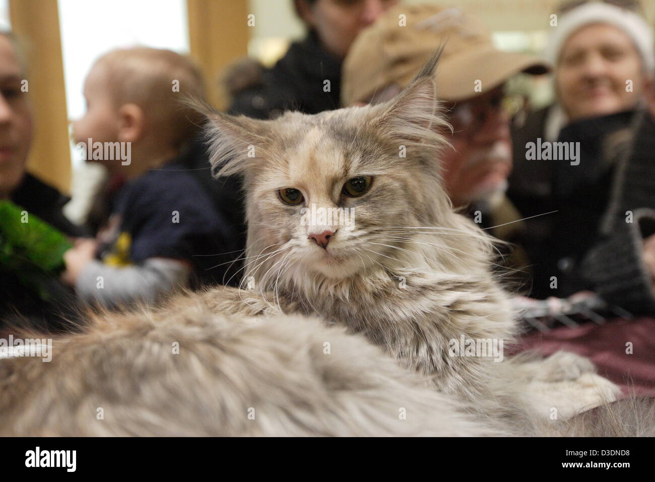 Gdansk, Poland 17th, February 2013 Cats exhibition as a part of World ...