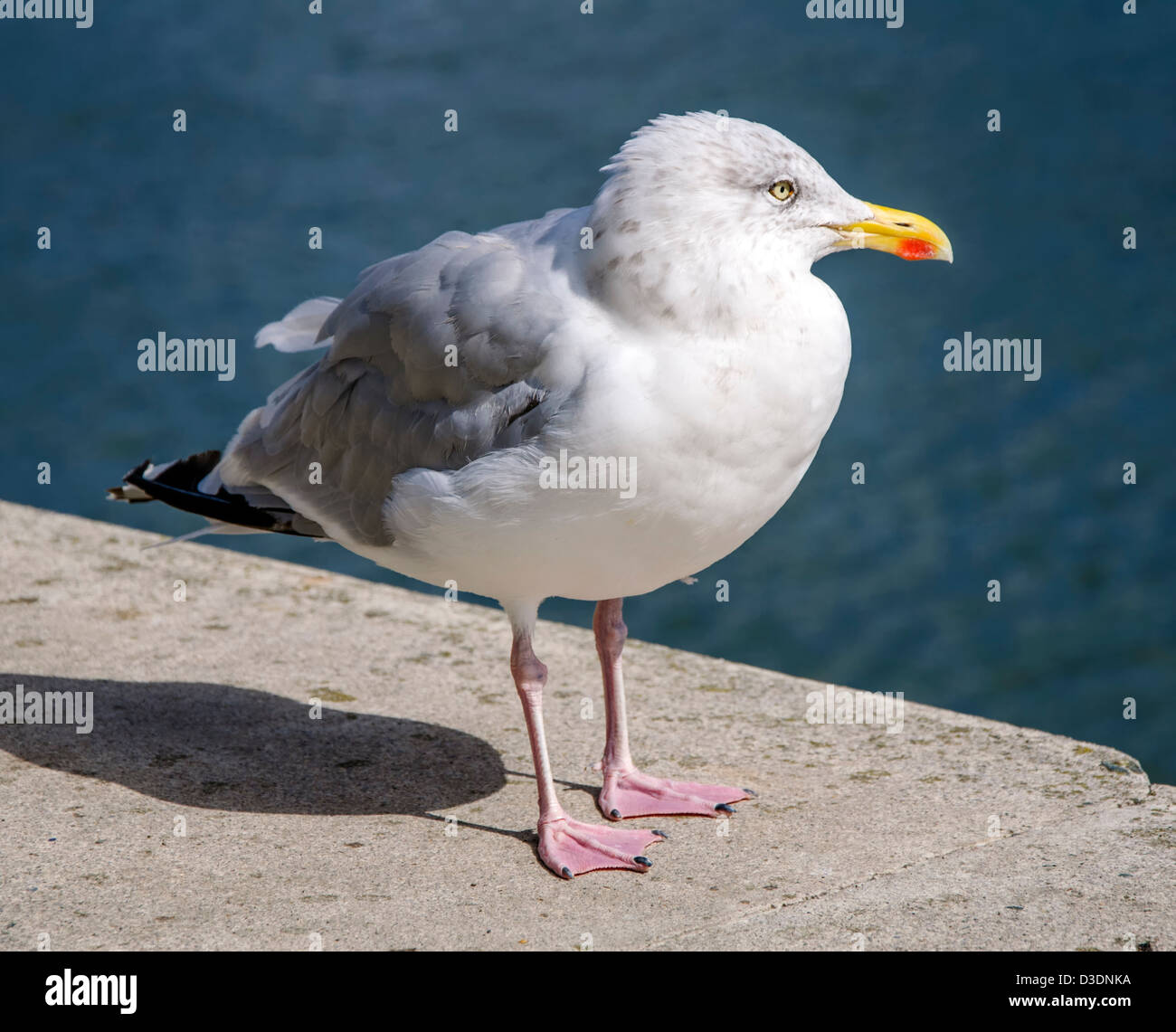 Scandinavian herring gull hi-res stock photography and images - Alamy