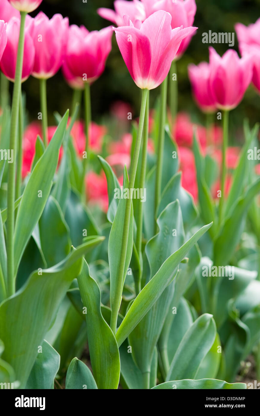 Rose Tulips in a beautiful garden Stock Photo - Alamy