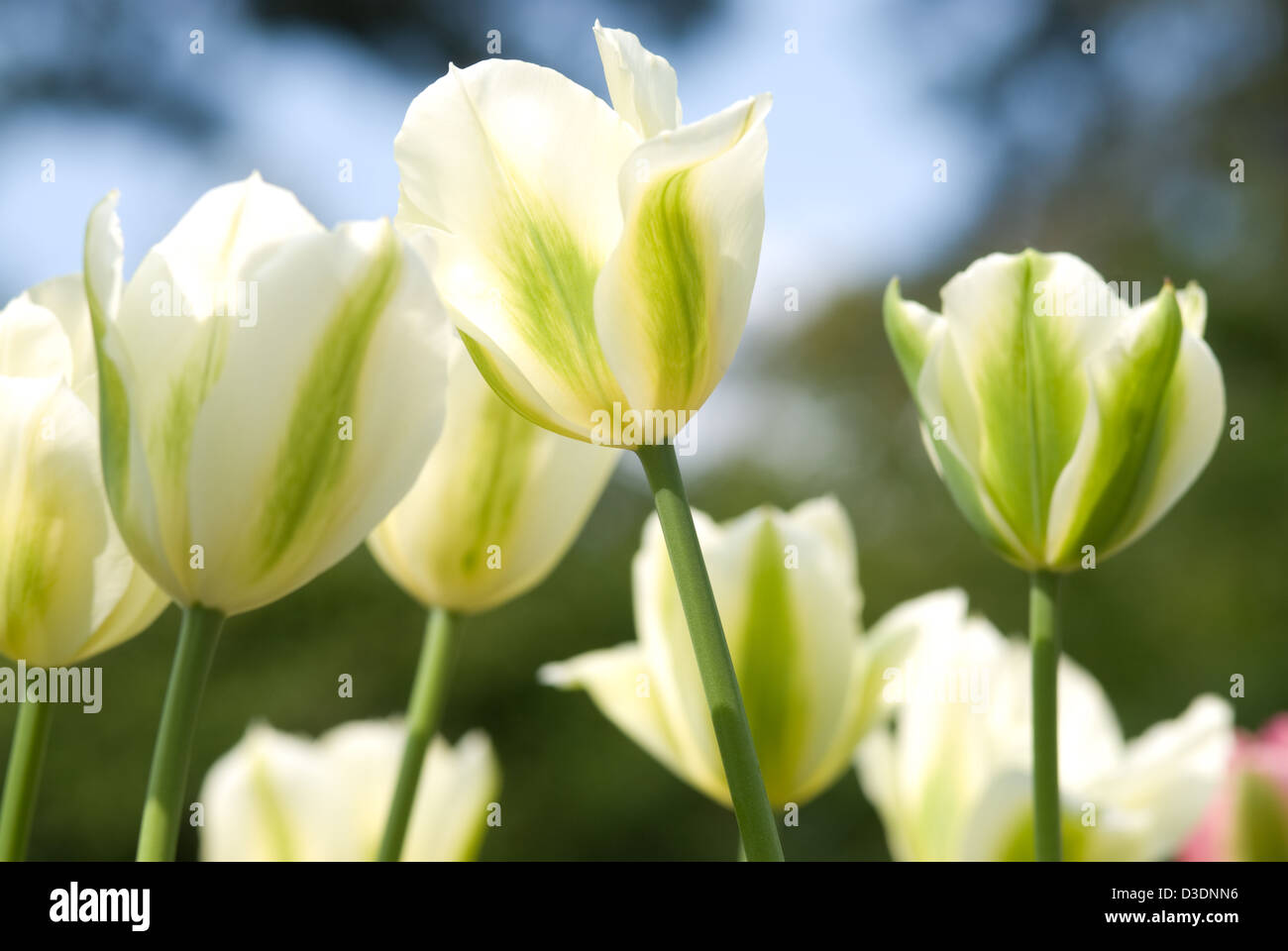 white tulips in garden Stock Photo - Alamy