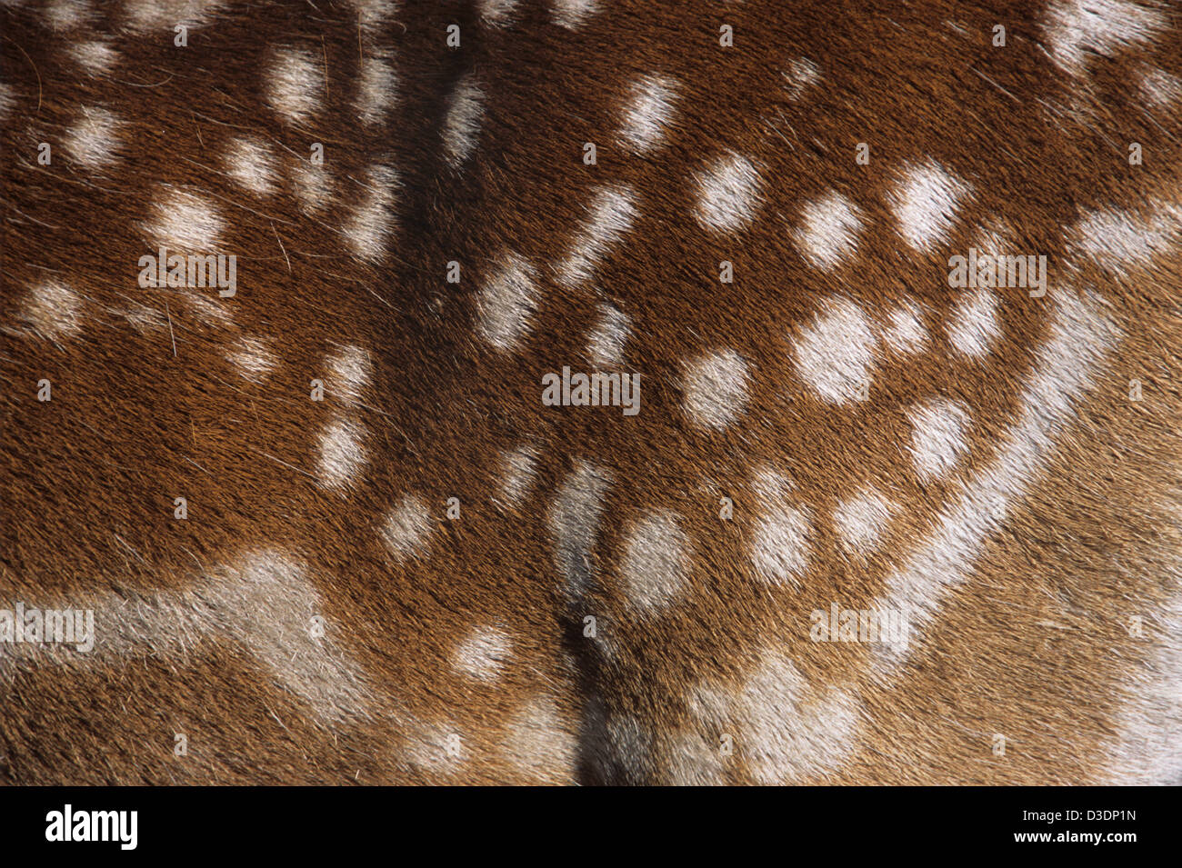 Mottled Pelage, Animal Coat, Fur or Hair of Male or Buck Fallow Deer ...