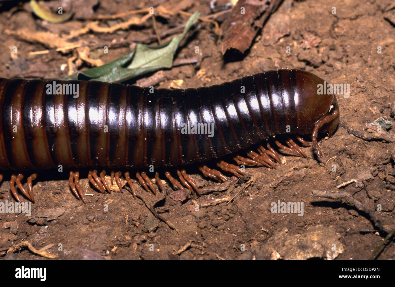Giant Tropical Millipede Diplopoda species Madagascar Stock Photo - Alamy