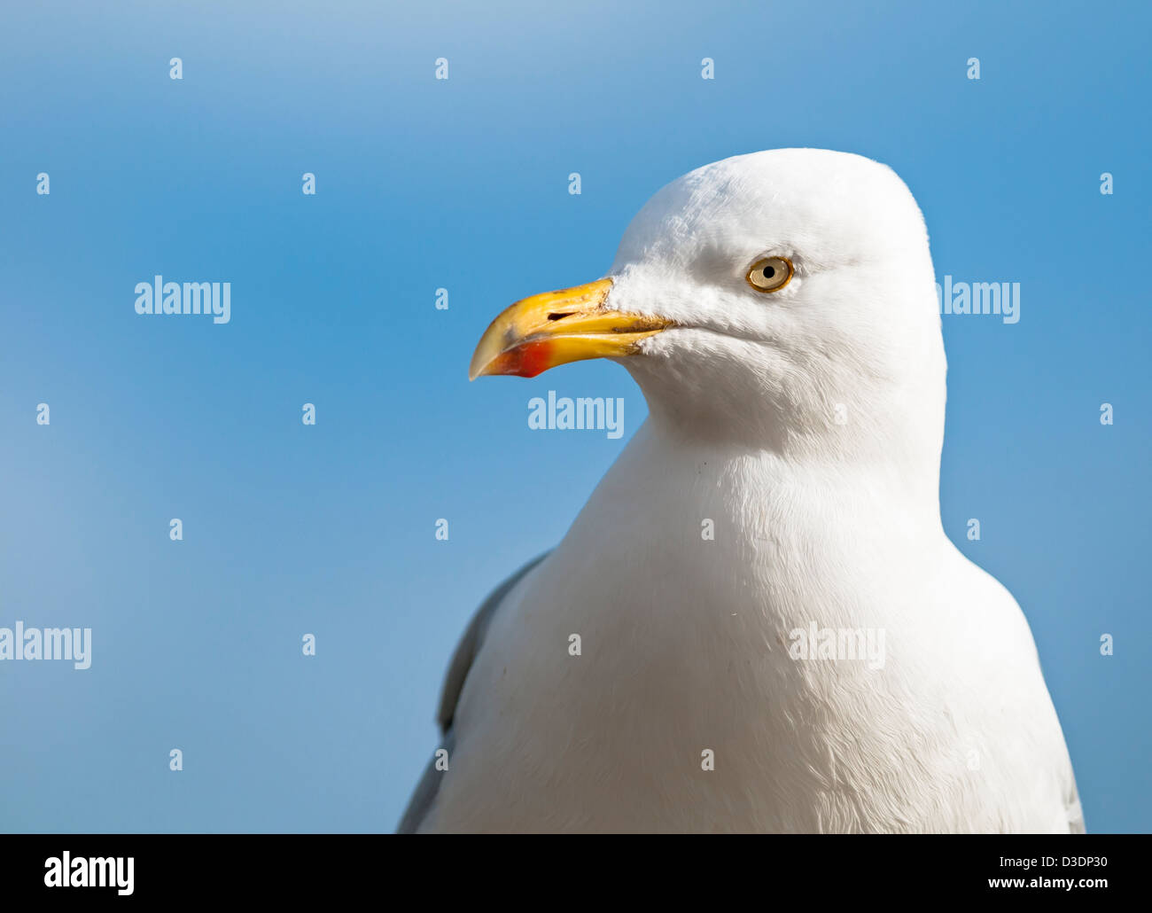 Predatory gulls hi-res stock photography and images - Alamy