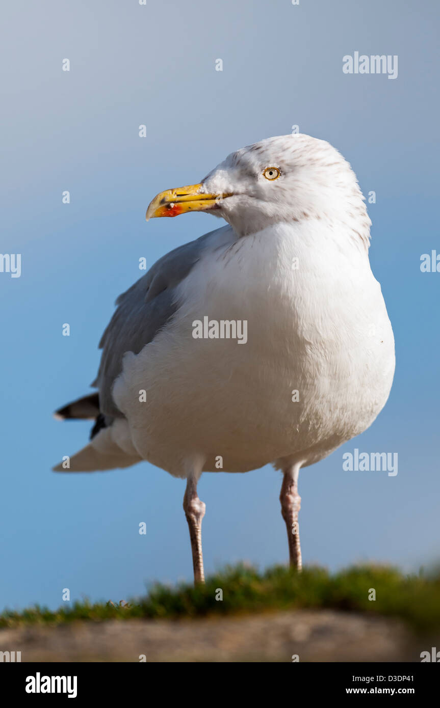 Predatory gulls hi-res stock photography and images - Alamy