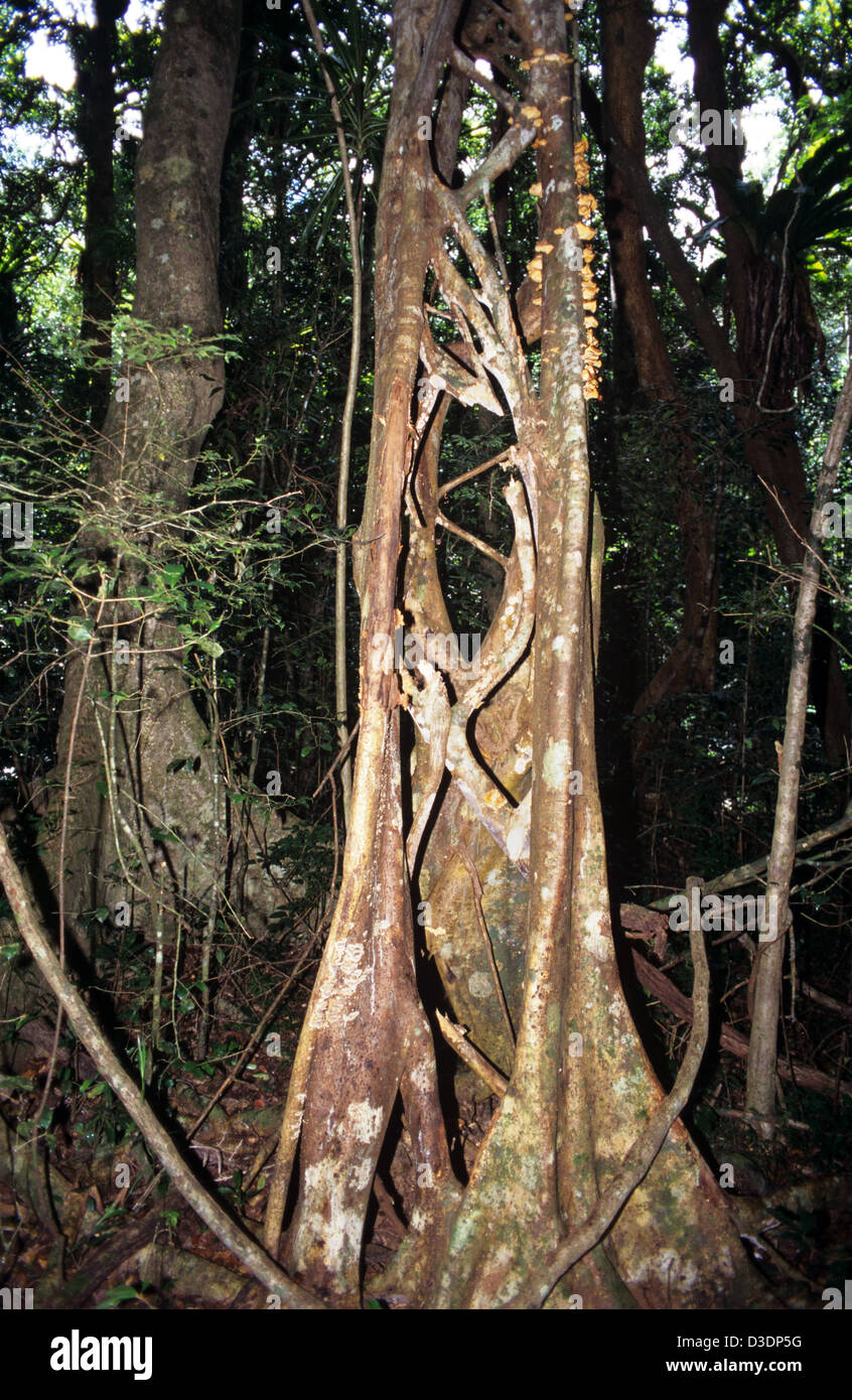 Strangler fig species hi-res stock photography and images - Alamy