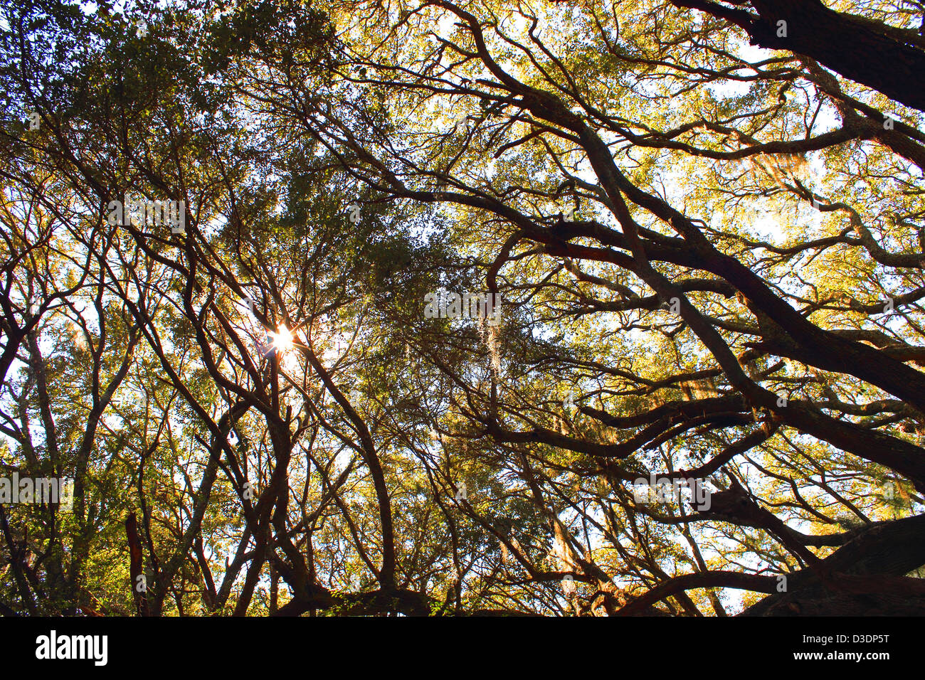 A forest canopy of tangled oak tree branches with a small sunburst ...