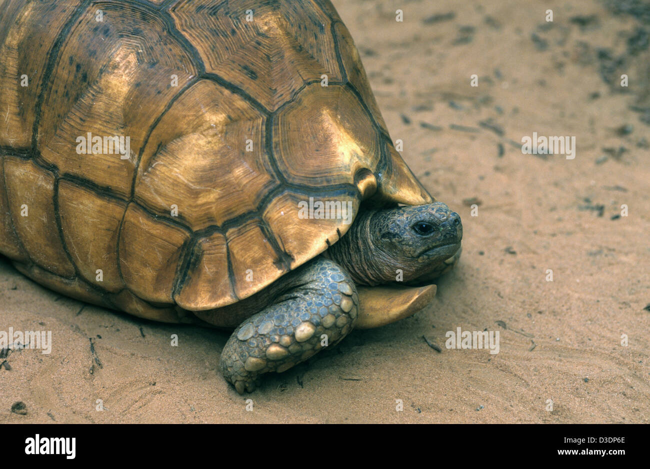 Angonaka hi-res stock photography and images - Alamy