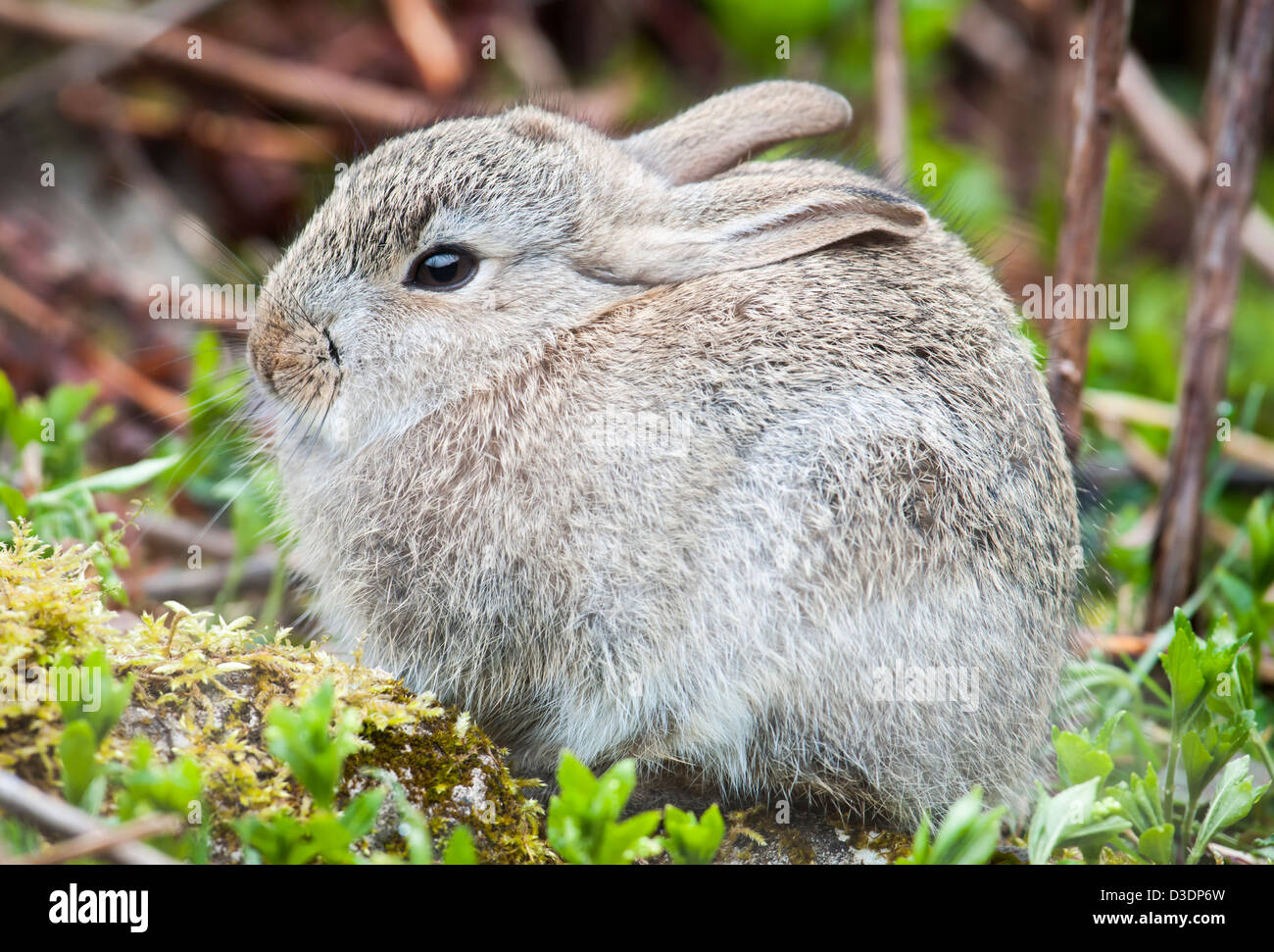 A young rabbit Stock Photo - Alamy