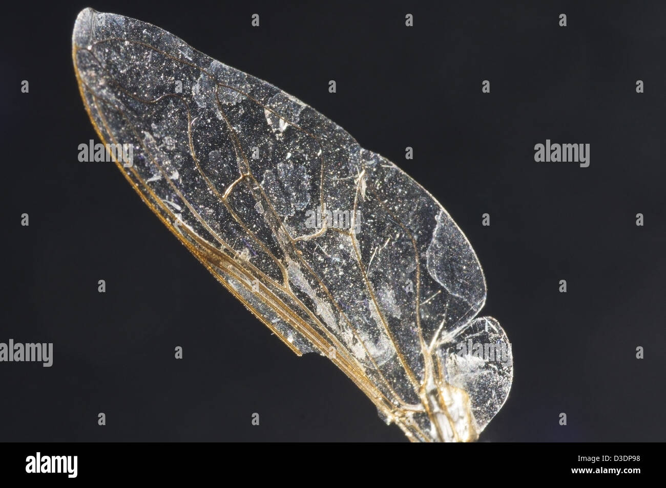 Flying insect flight wing transparent hi-res stock photography and ...