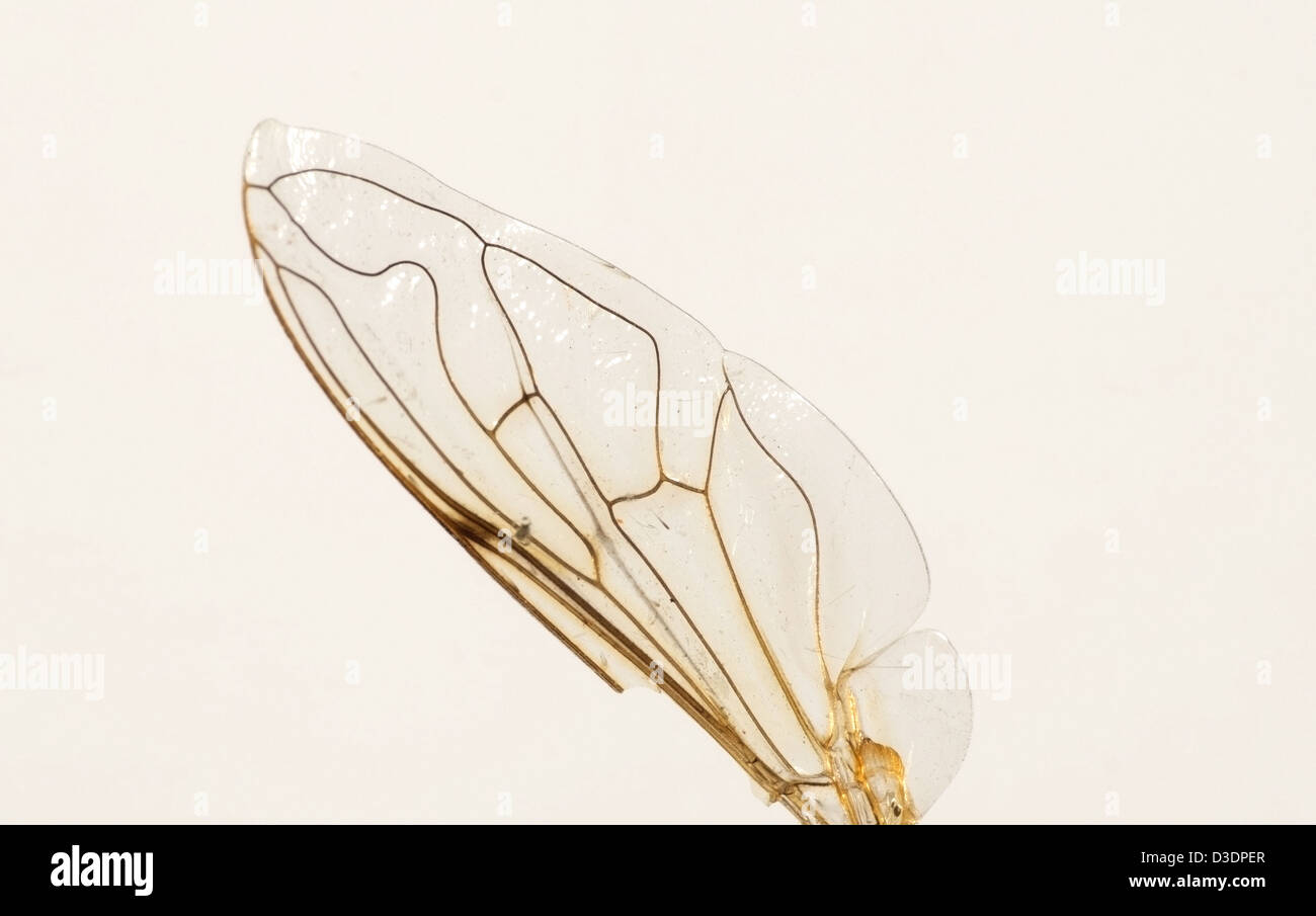 Flying insect flight wing transparent hi-res stock photography and ...