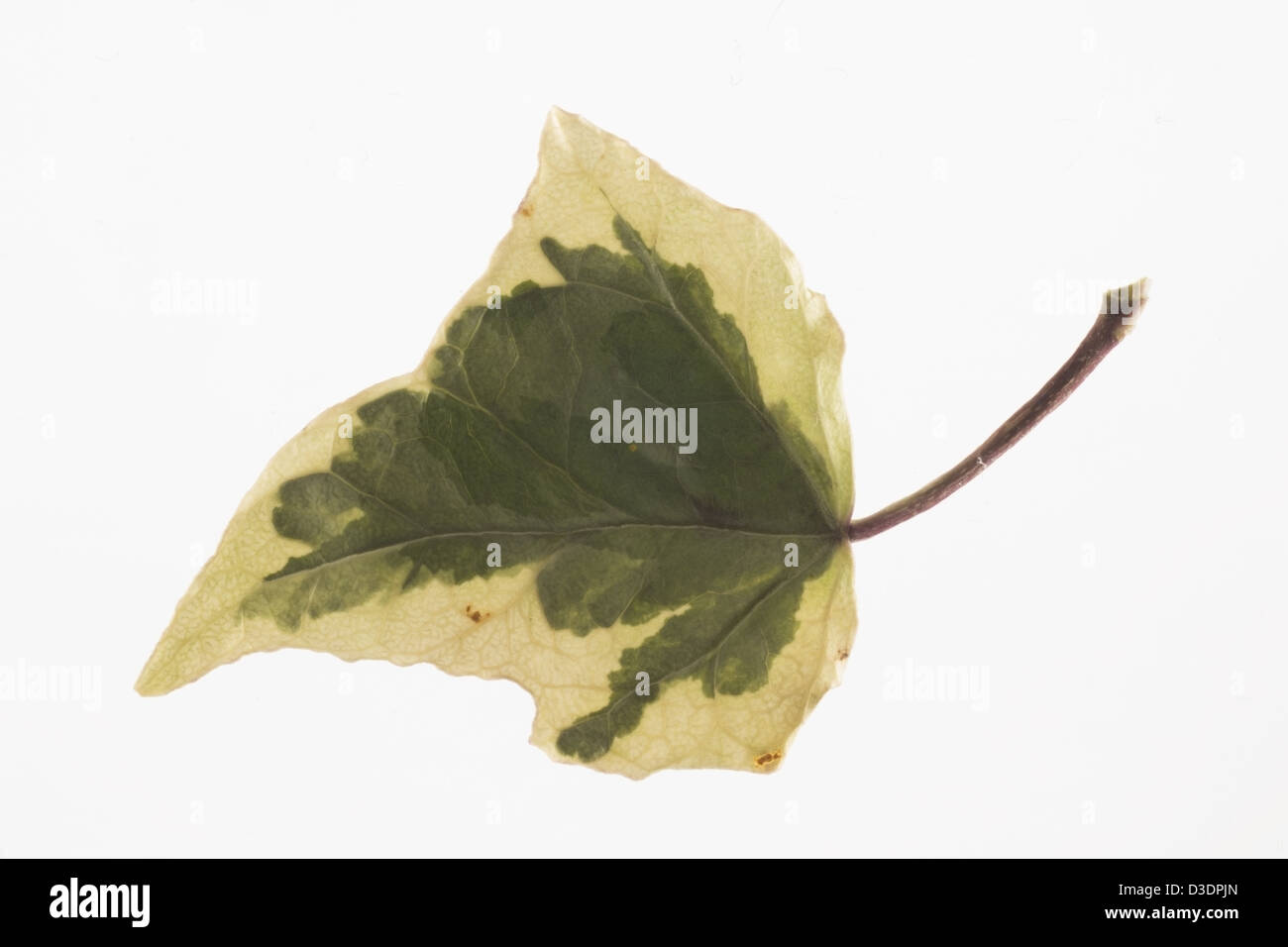 Ivy leaf hi-res stock photography and images - Alamy