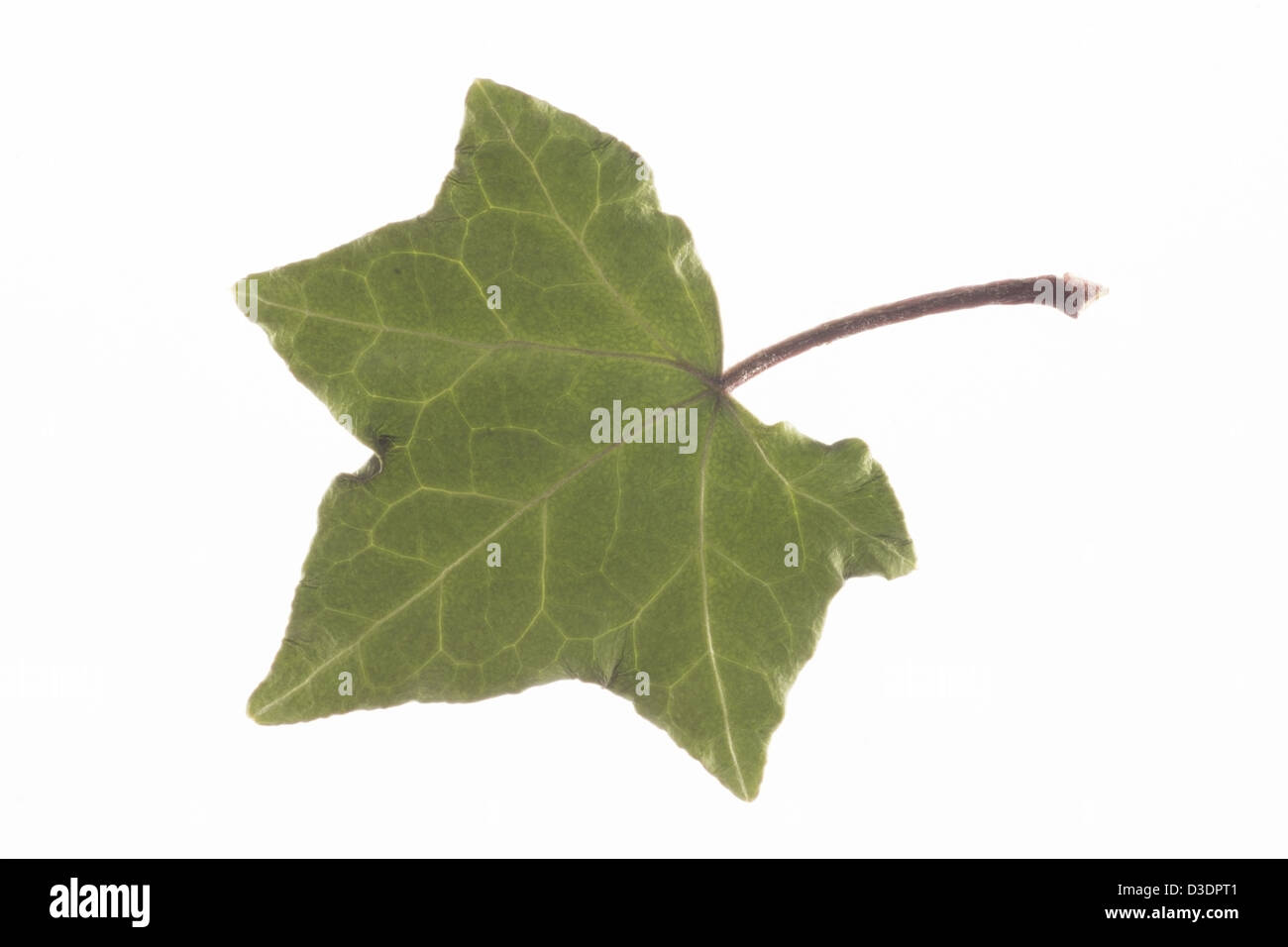Ivy greenery hi-res stock photography and images - Alamy
