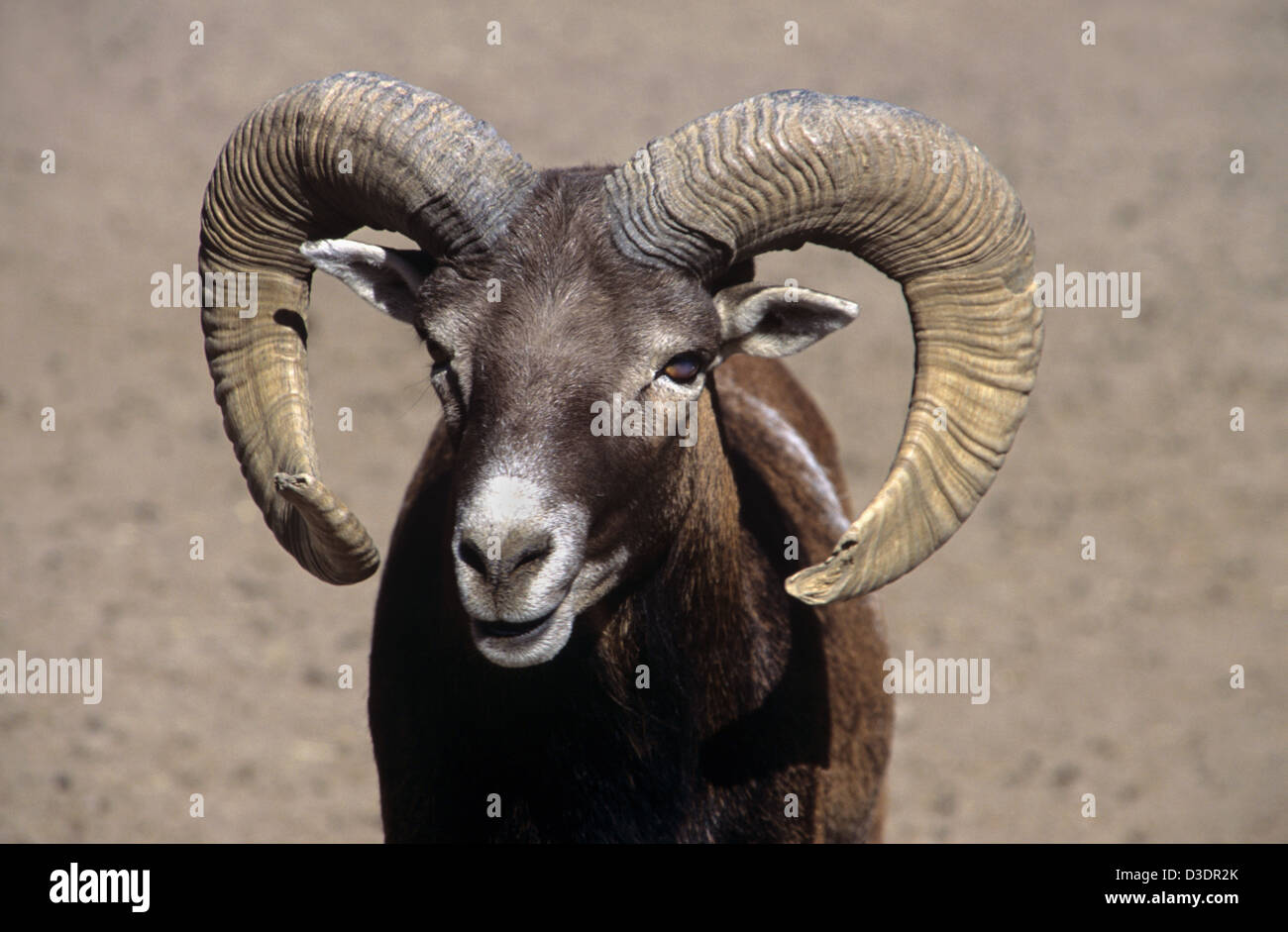 Portrait of a Male European Mouflon, Ovis orientalis orientalis, or ...