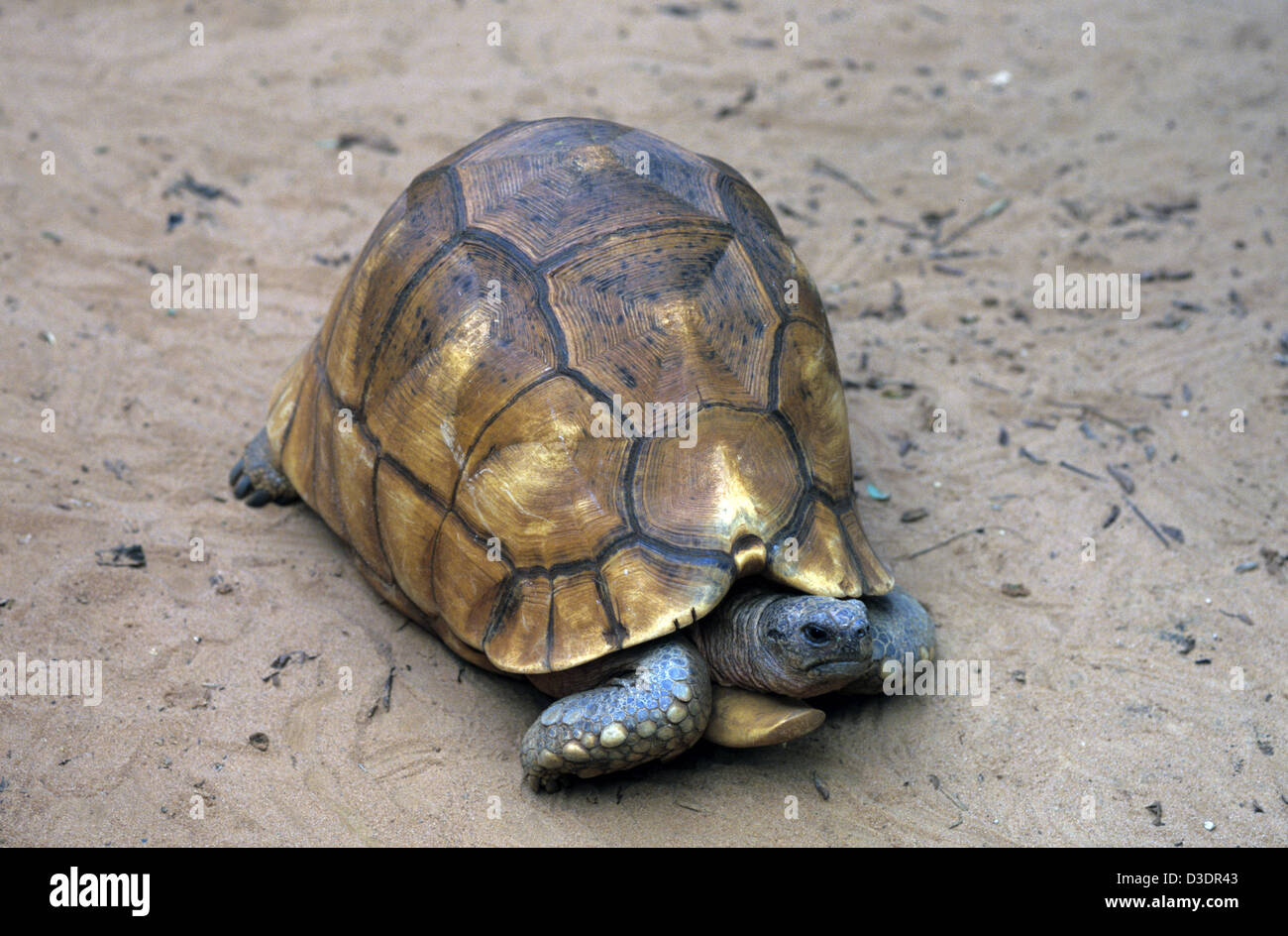 Ploughshare Tortoise or Angulated Tortoise aka Angonoke Tortoise ...