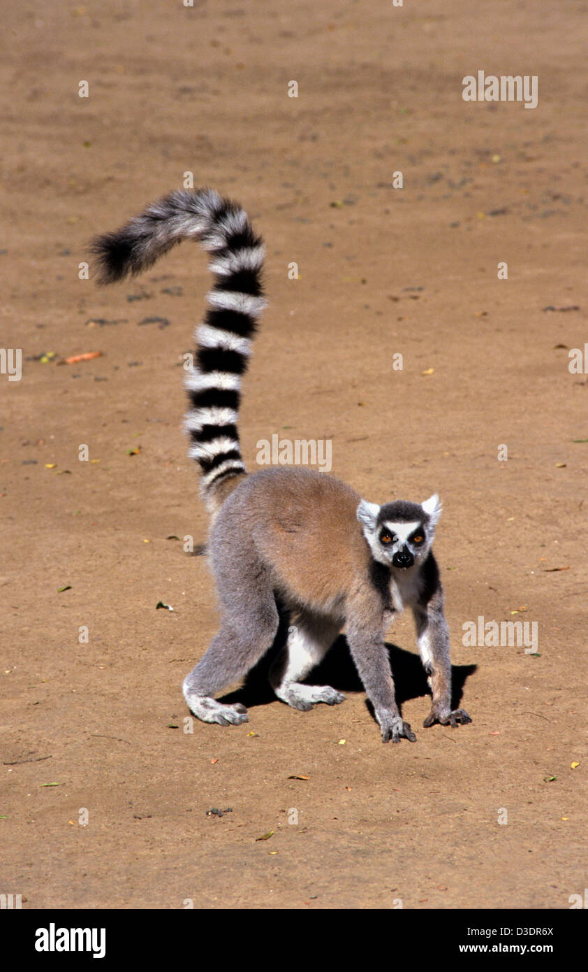 Ring-Tailed Lemur Lemur catta or Maki catta Walking on Sandy Ground ...