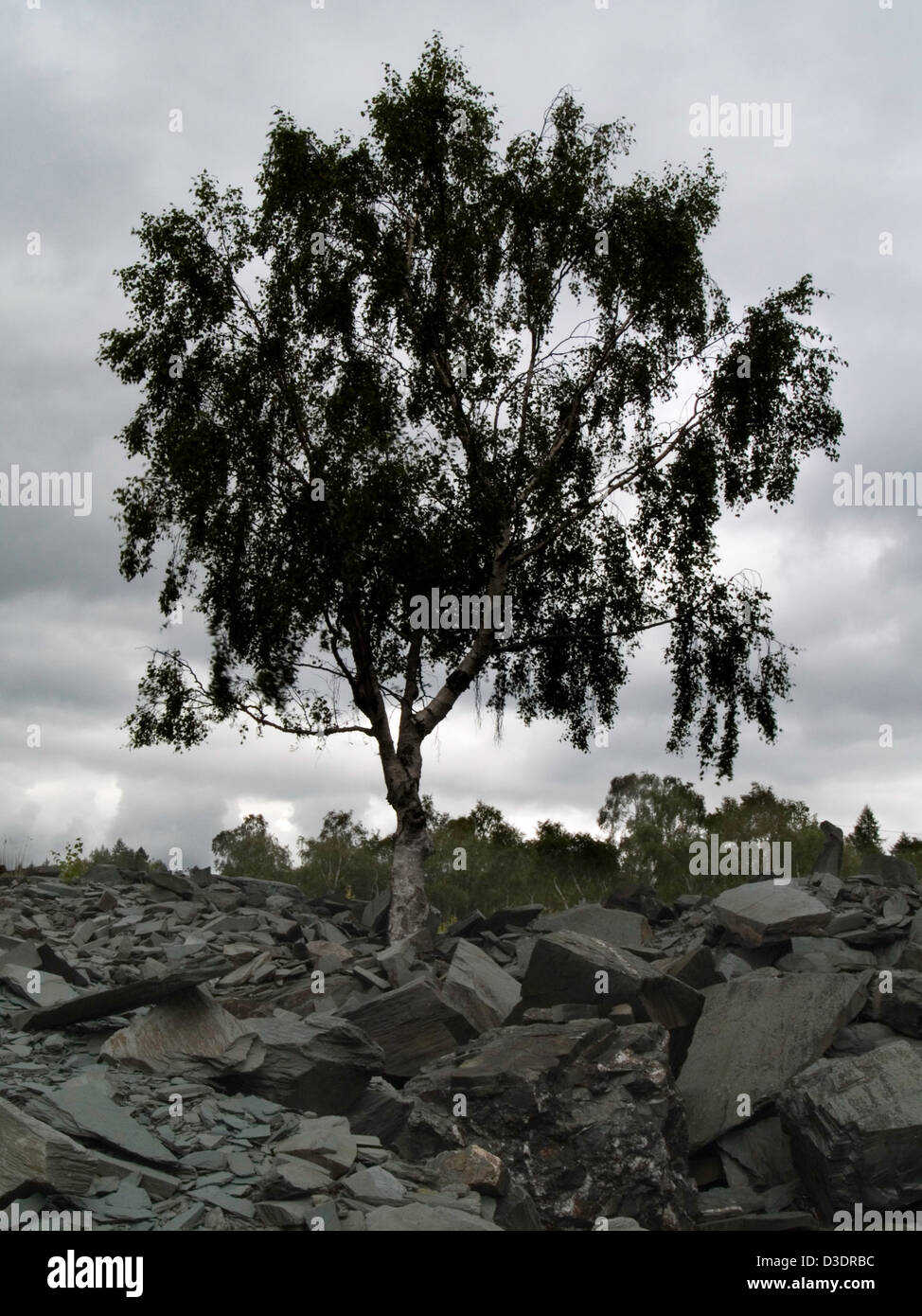 Solo tree at hodge close, Cumbria Stock Photo - Alamy
