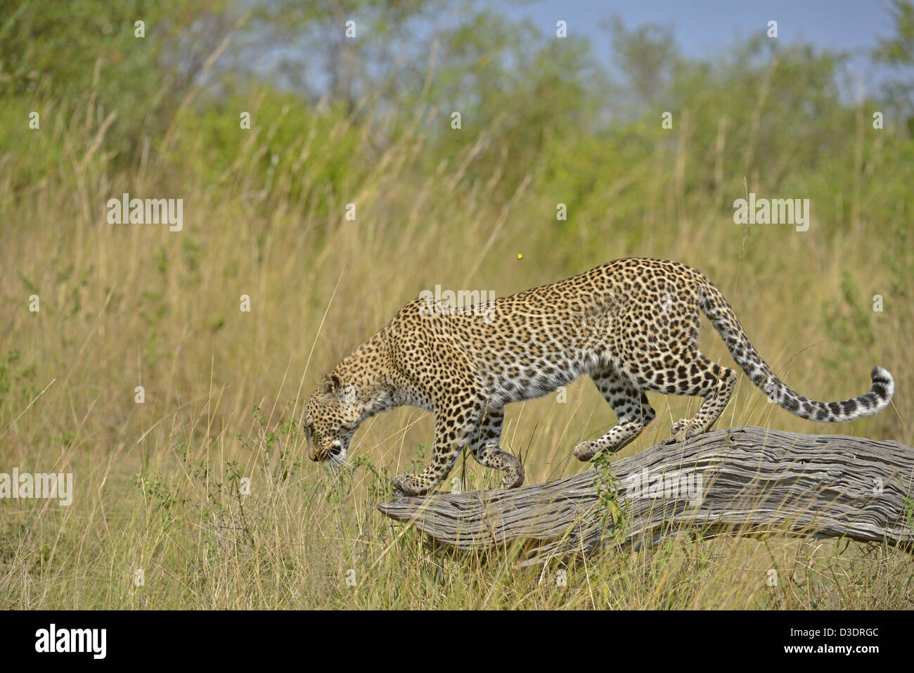 Leopard walking on a tree trunk in Masai Mara Stock Photo - Alamy