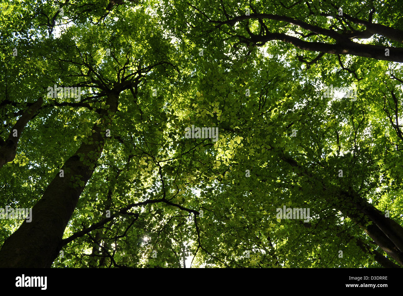 Perthshire Spring Tree Canopy Stock Photo - Alamy