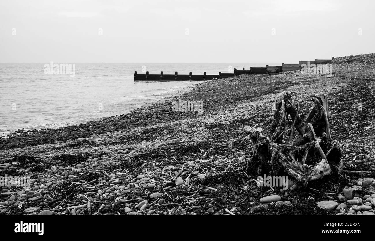 North Beach Aberaeron mono groyne tree skeleton skeletal pebbles ...