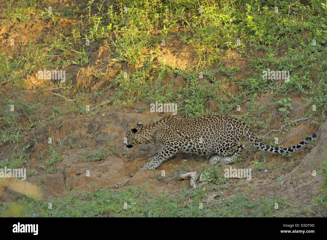 Stalking leopard hi-res stock photography and images - Alamy