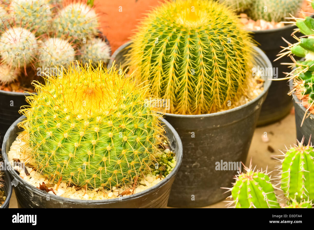 Cactus in pot Stock Photo - Alamy