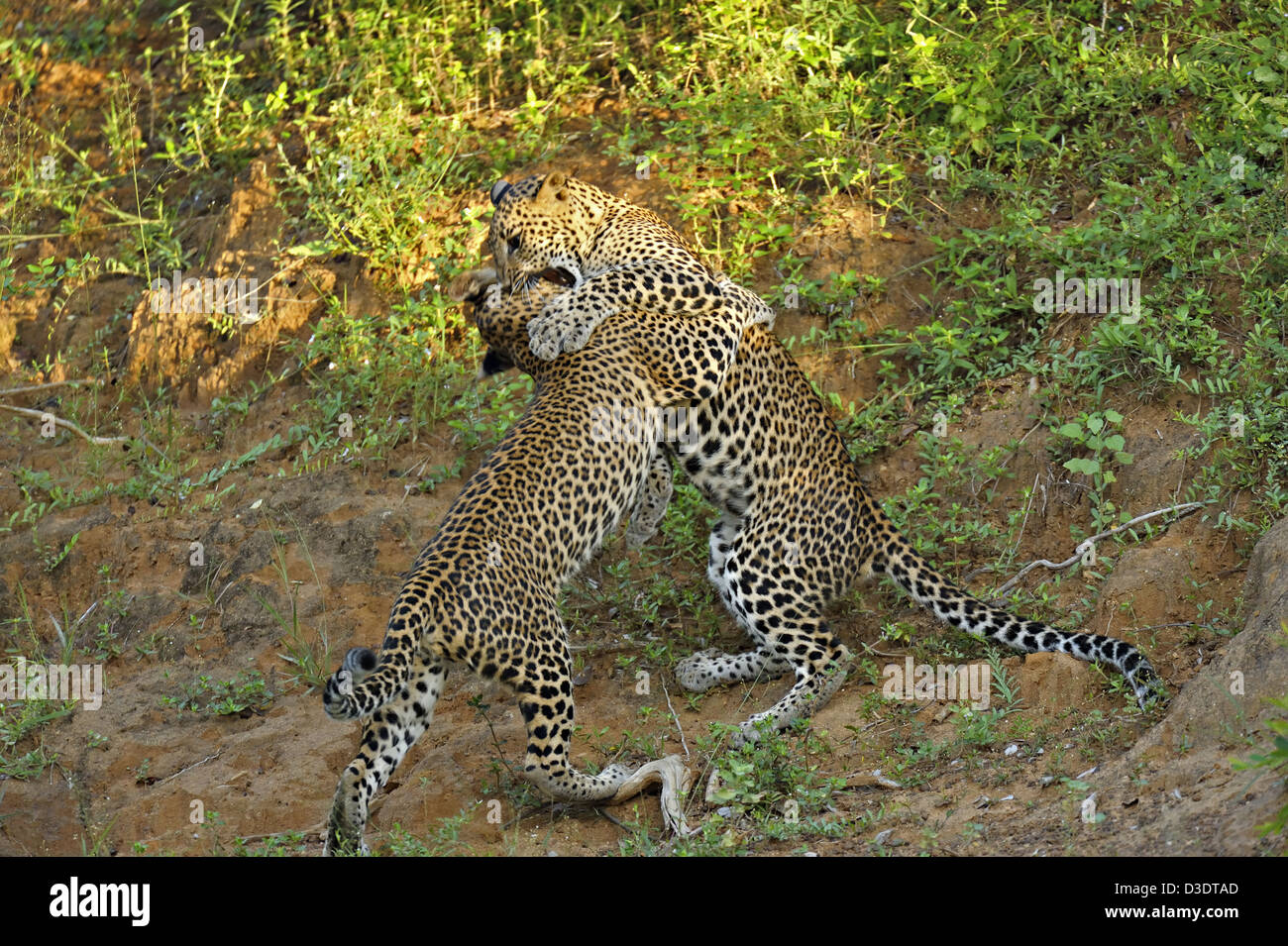 Two Leopards play fighting in Yala national park, Sri Lanka Stock Photo ...