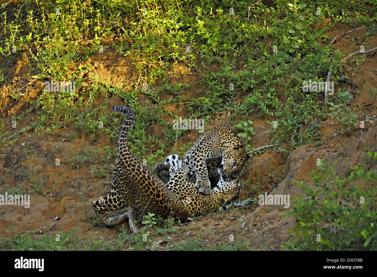 Two Leopards play fighting in Yala national park, Sri Lanka Stock Photo ...