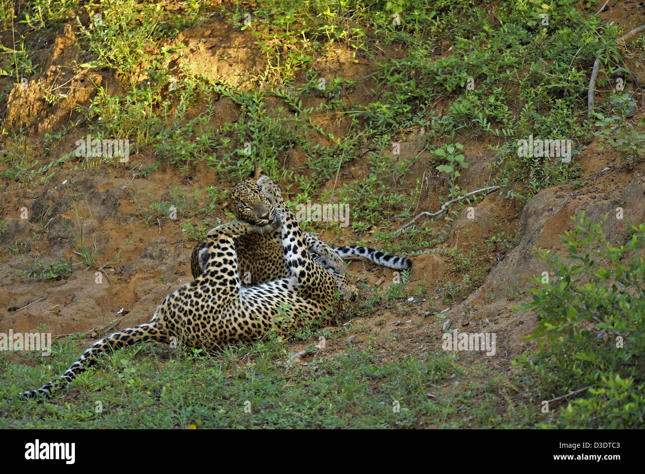 Two Leopards play fighting in Yala national park, Sri Lanka Stock Photo ...